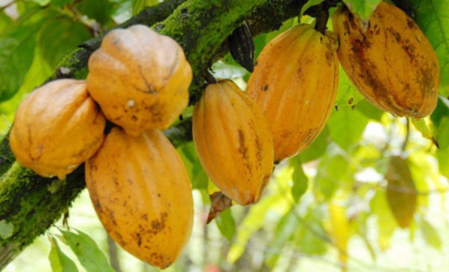 Campagne de commercialisation du cacao 2018-2019: Le prix bord champ du ...